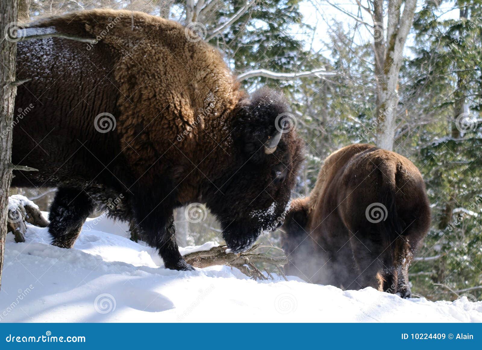 Bisonte imagen de archivo. Imagen de toro, peludo, fauna - 10224409