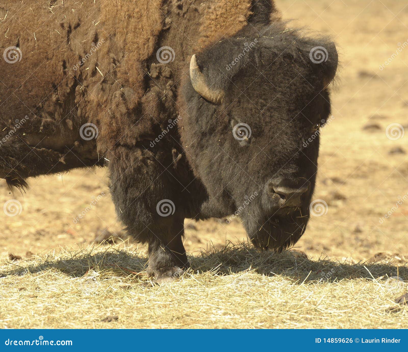 Bisonte foto de archivo. Imagen de hierba, fondo, ganados - 14859626