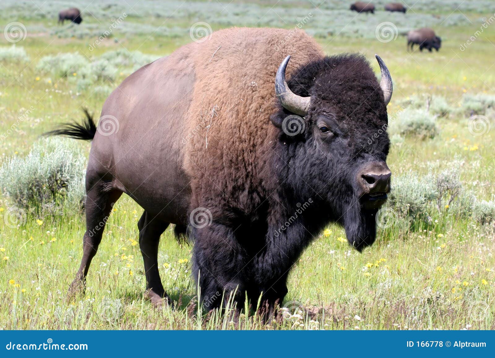 Bisonte foto de archivo. Imagen de bisonte, fauna, vacaciones - 166778