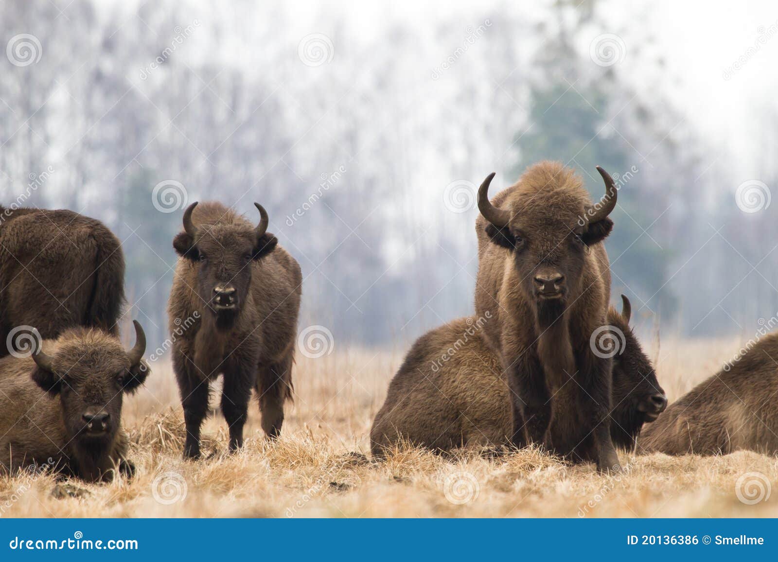 Bisonte foto de archivo. Imagen de animales, parque, norte - 20136386