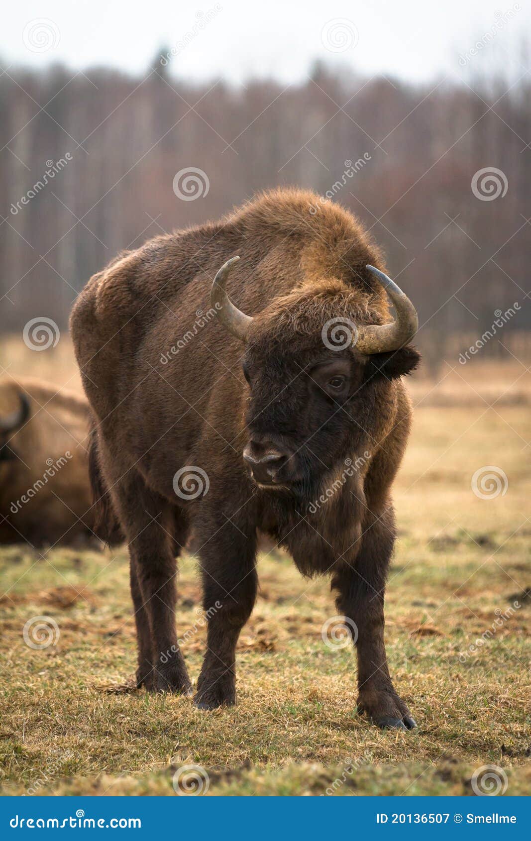 Bisonte imagem de stock. Imagem de prado, americano, espelho - 20136507