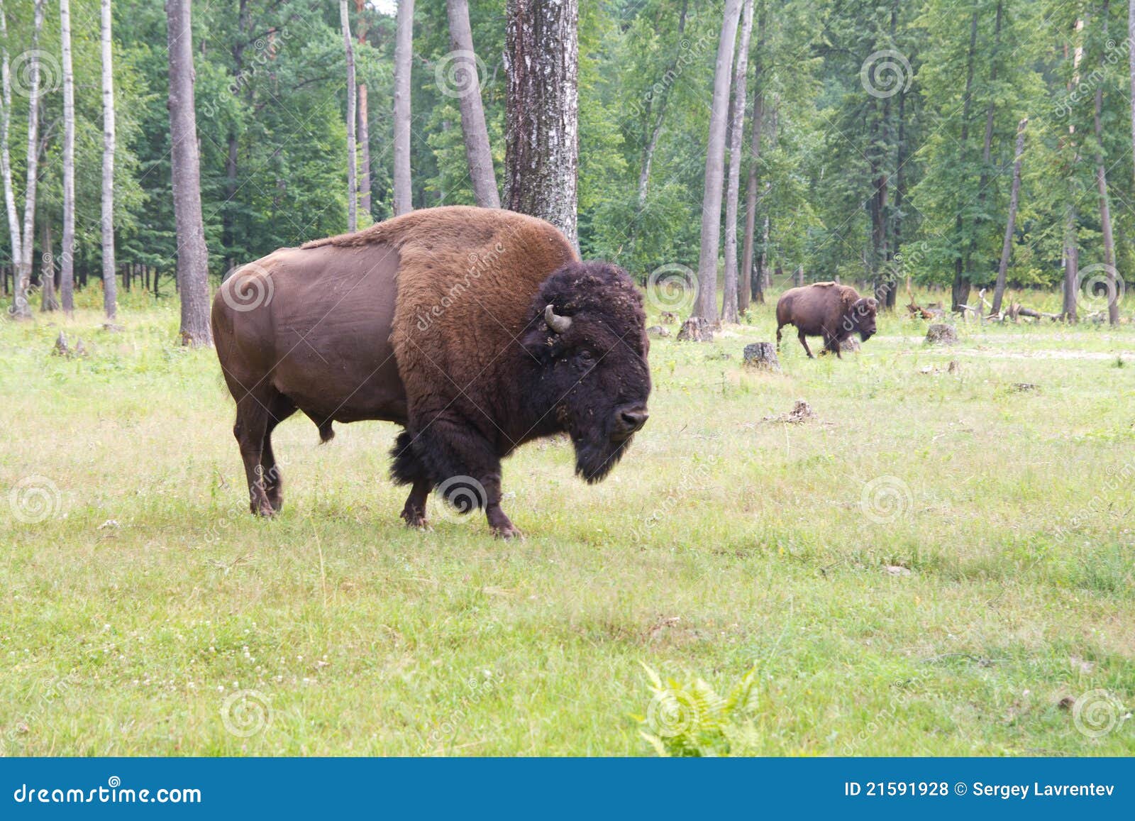 Bisonte foto de archivo. Imagen de fauna, toro, grande - 21591928