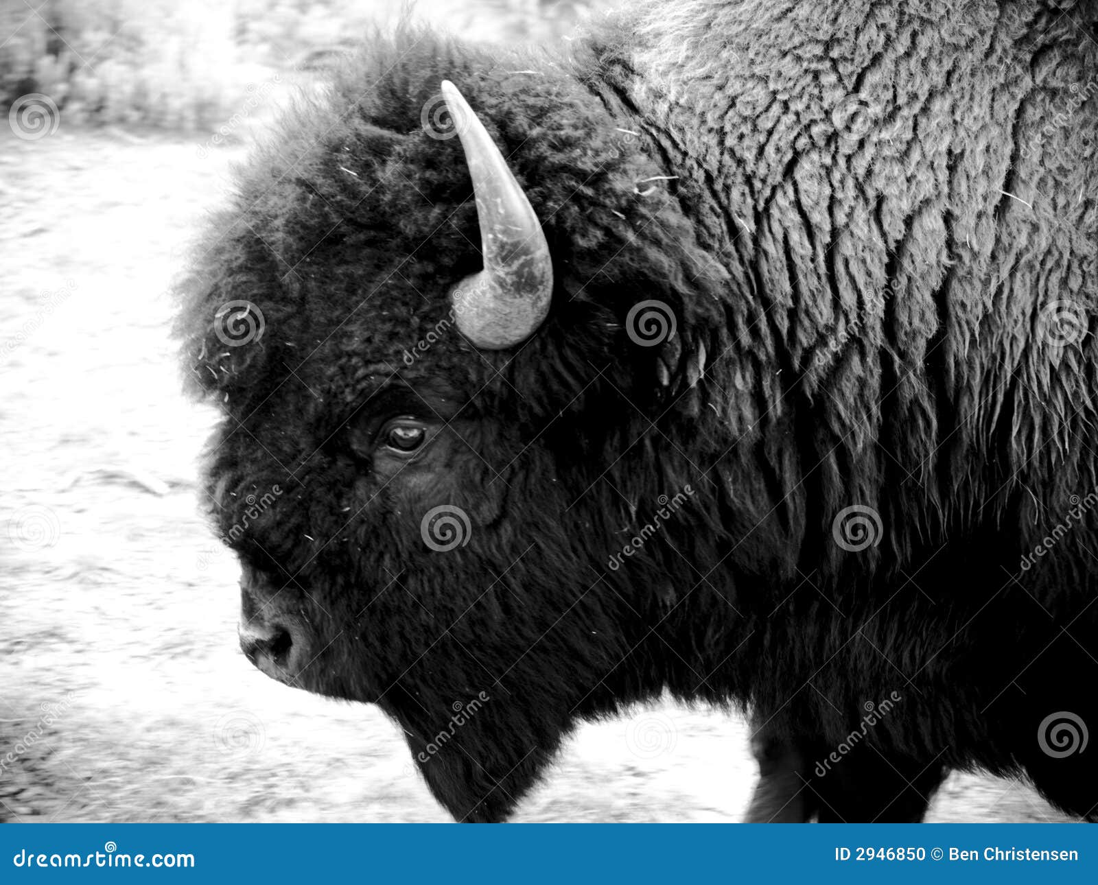 Bisonte foto de archivo. Imagen de piel, negro, valle - 2946850