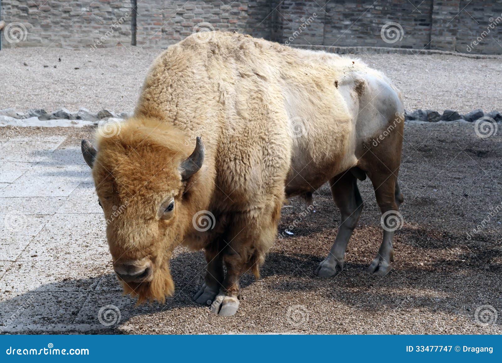 Bisonte immagine stock. Immagine di colpo, vitello, erbe - 33477747