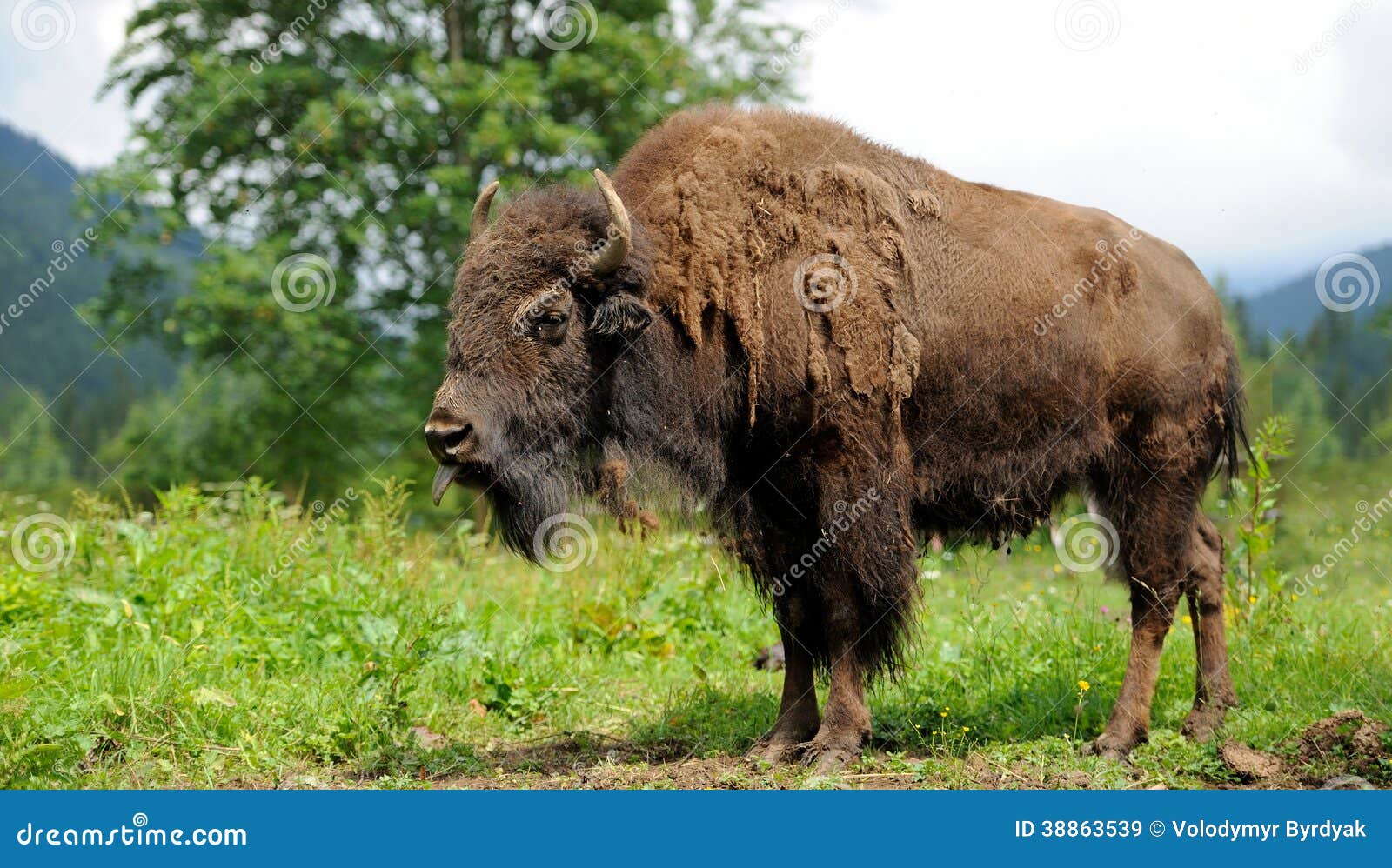 Bisonte imagen de archivo. Imagen de refugio, grande - 38863539