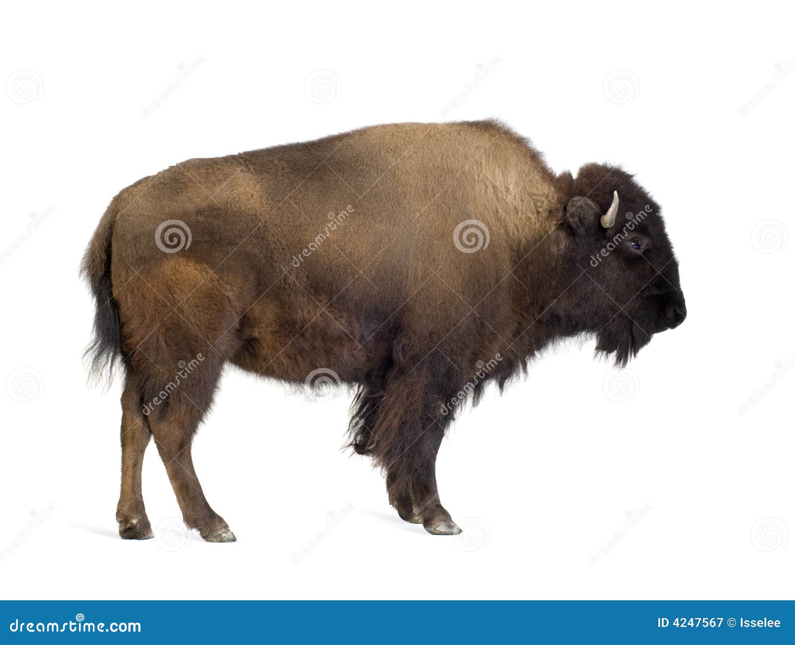 Bisonte imagen de archivo. Imagen de ganado, americano - 4247567