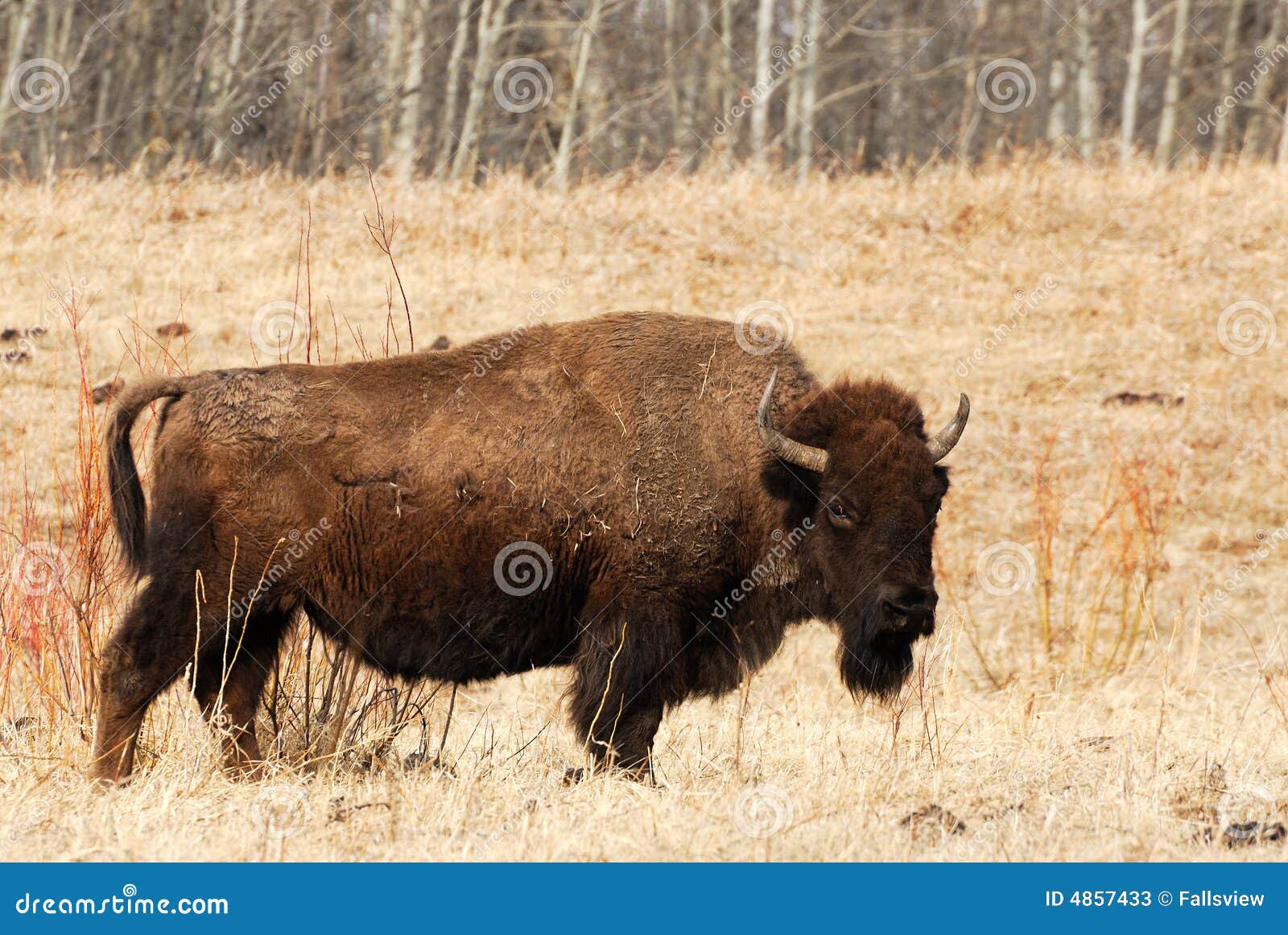 Bisonte imagen de archivo. Imagen de exterior, fauna, seco - 4857433