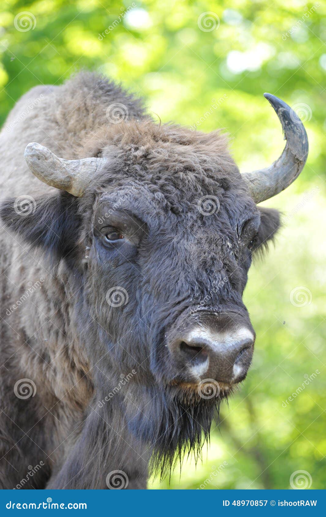 Bisonte immagine stock. Immagine di ecologia, consumo - 48970857