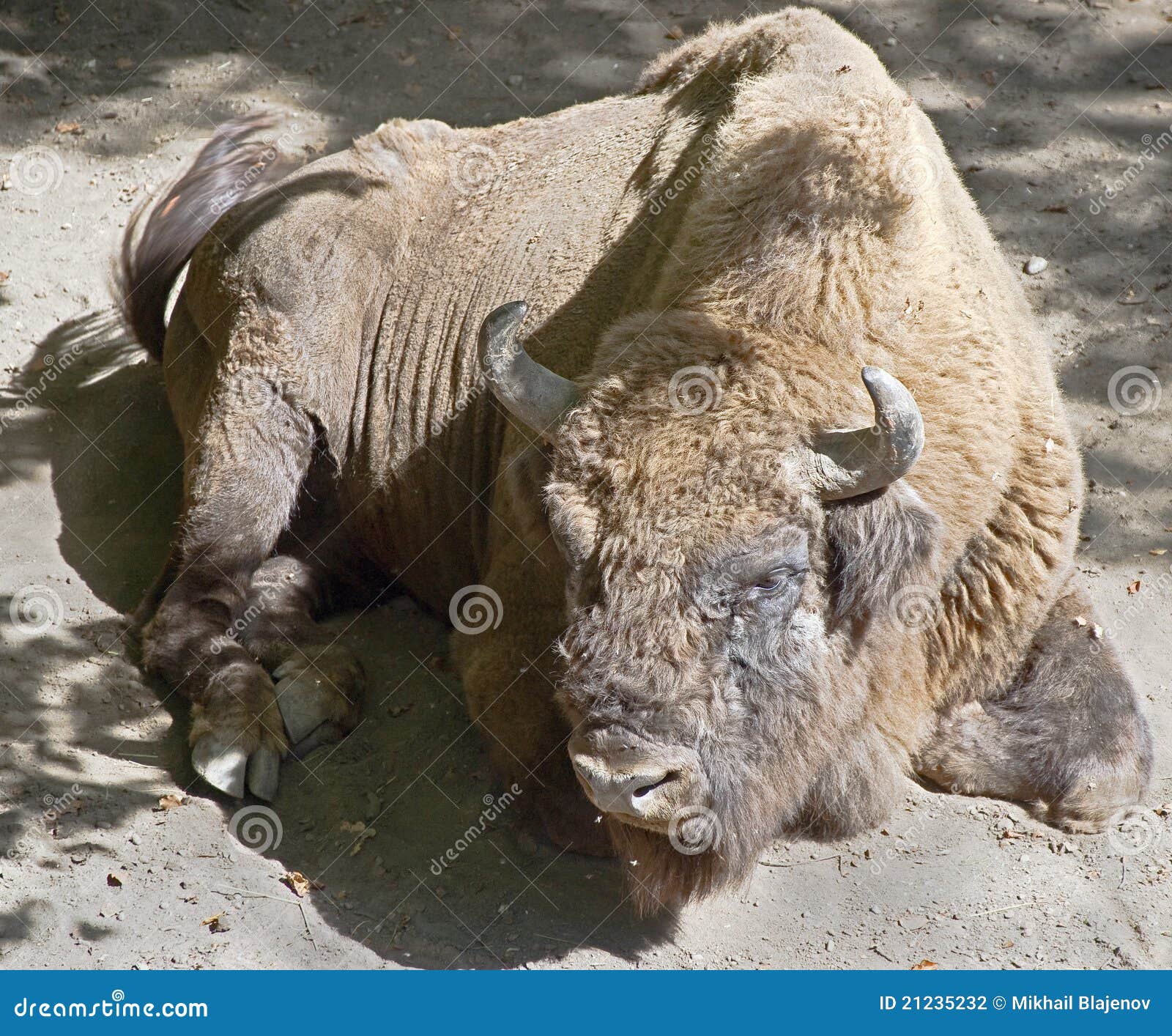 Bisonte 9 foto de archivo. Imagen de ambiente, herbivoro - 21235232