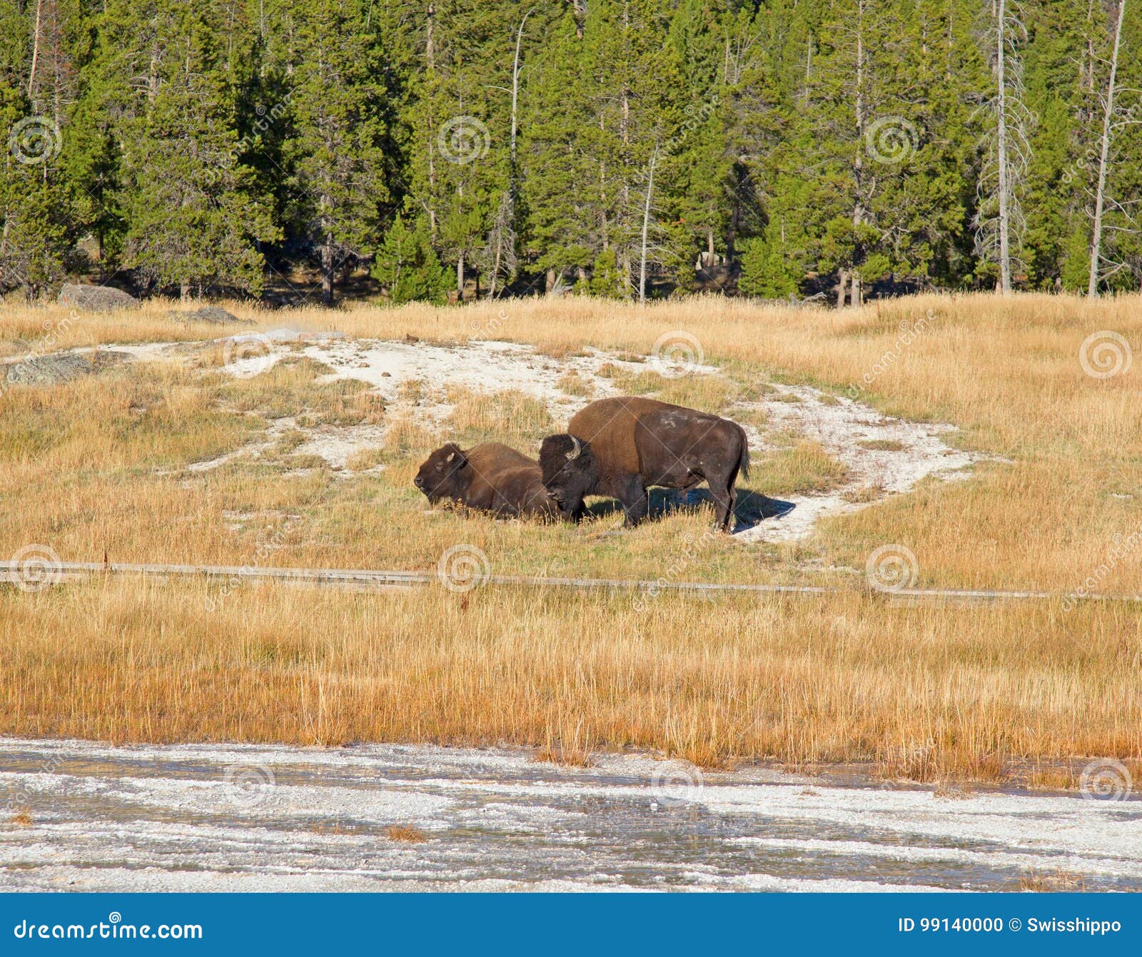 Bisonte foto de archivo. Imagen de carne, endangered - 99140000
