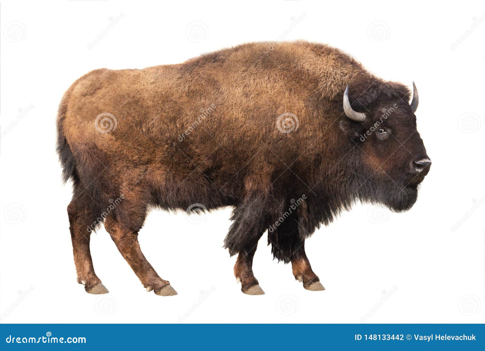 Bisonte aislado en blanco foto de archivo. Imagen de parque - 148133442