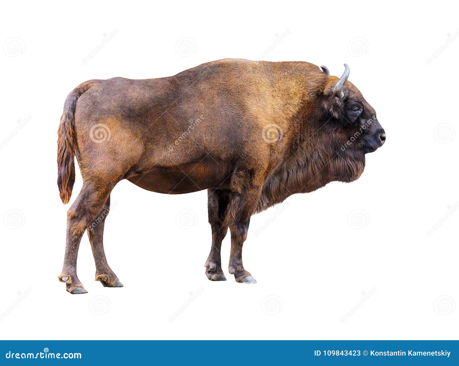 Bisonte Aislado En El Fondo Blanco Imagen de archivo - Imagen de toro ...