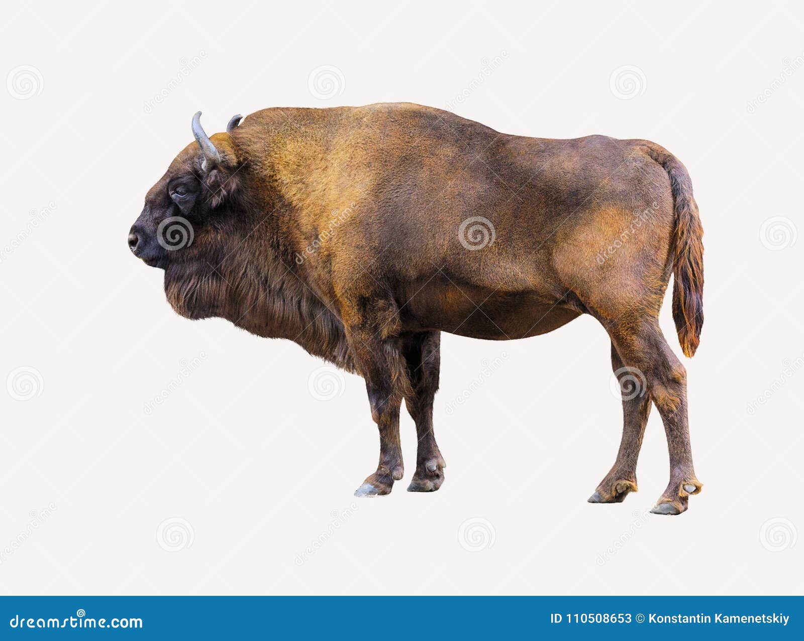 Bisonte Aislado En El Fondo Blanco Imagen de archivo - Imagen de ...