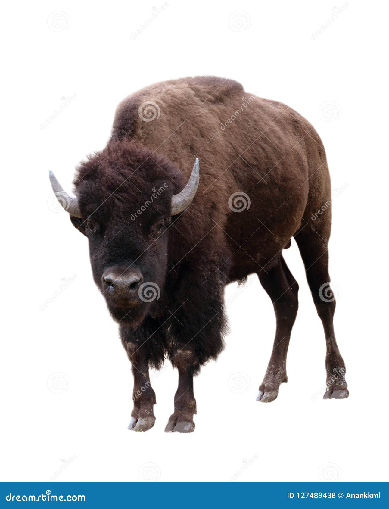 Bisonte Aislado En El Fondo Blanco Foto de archivo - Imagen de blanco ...