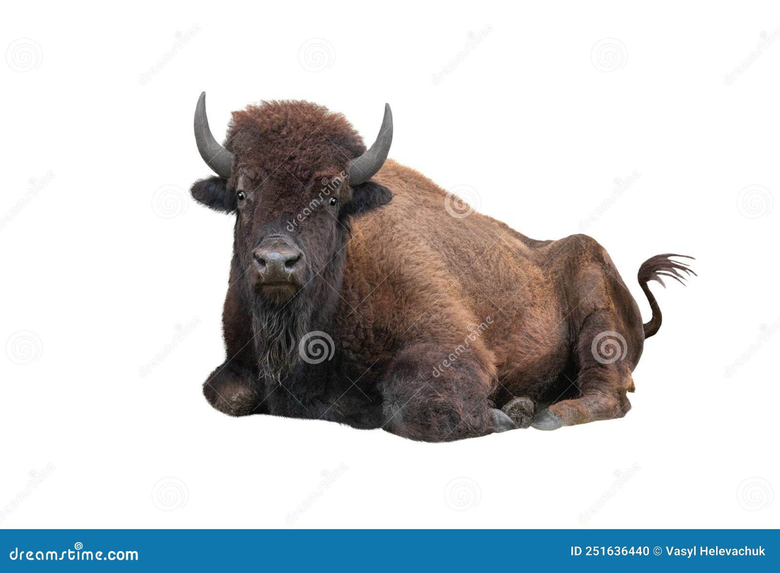 Bisonte Aislado En Un Blanco Foto de archivo - Imagen de rumiante ...