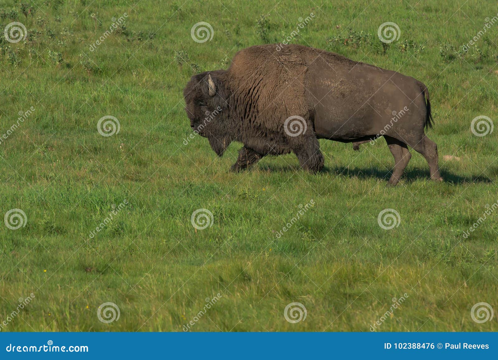 Bisonte americano foto de archivo. Imagen de parque - 102388476