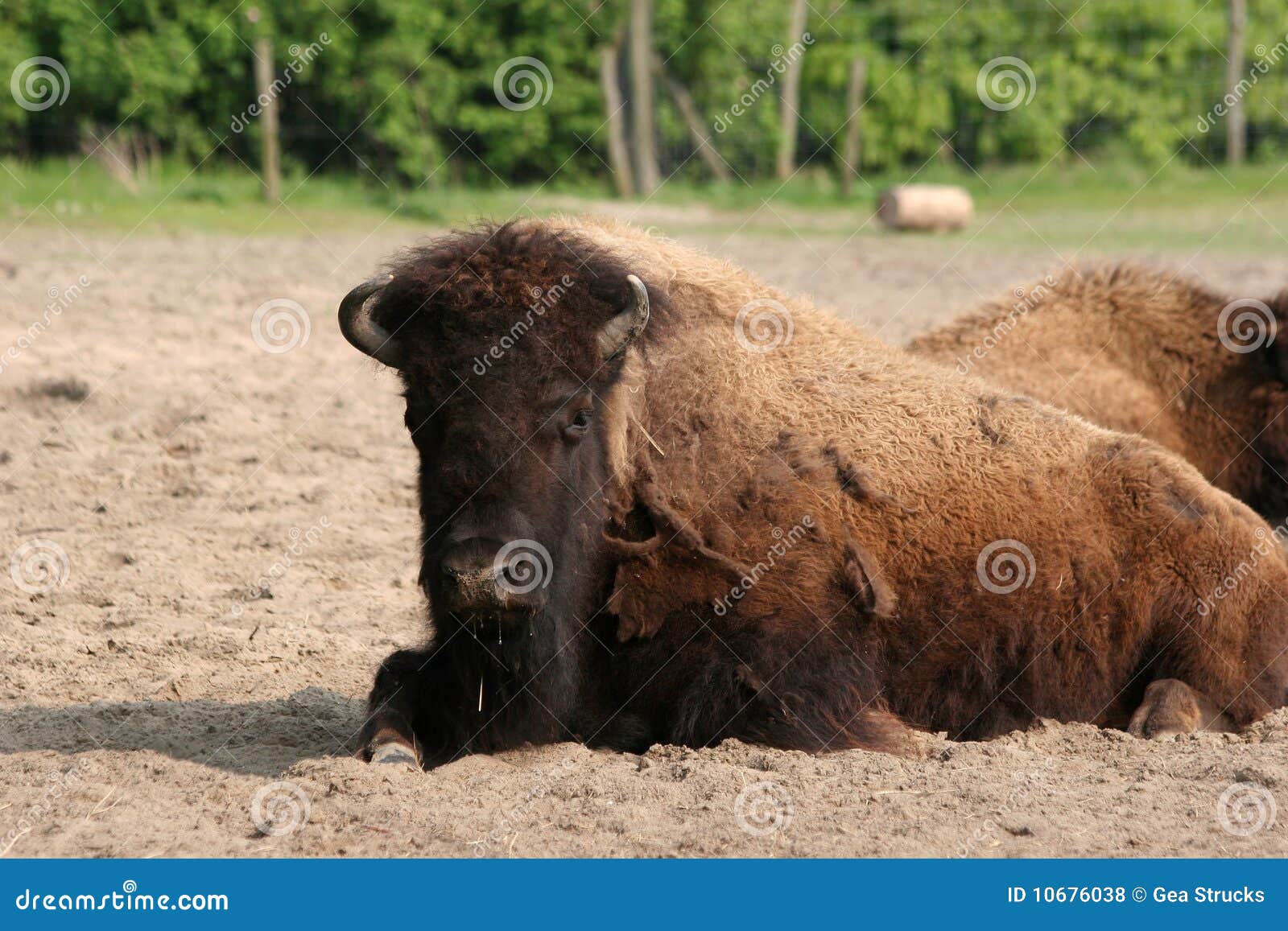 Bisonte americano foto de archivo. Imagen de caza, bisonte - 10676038