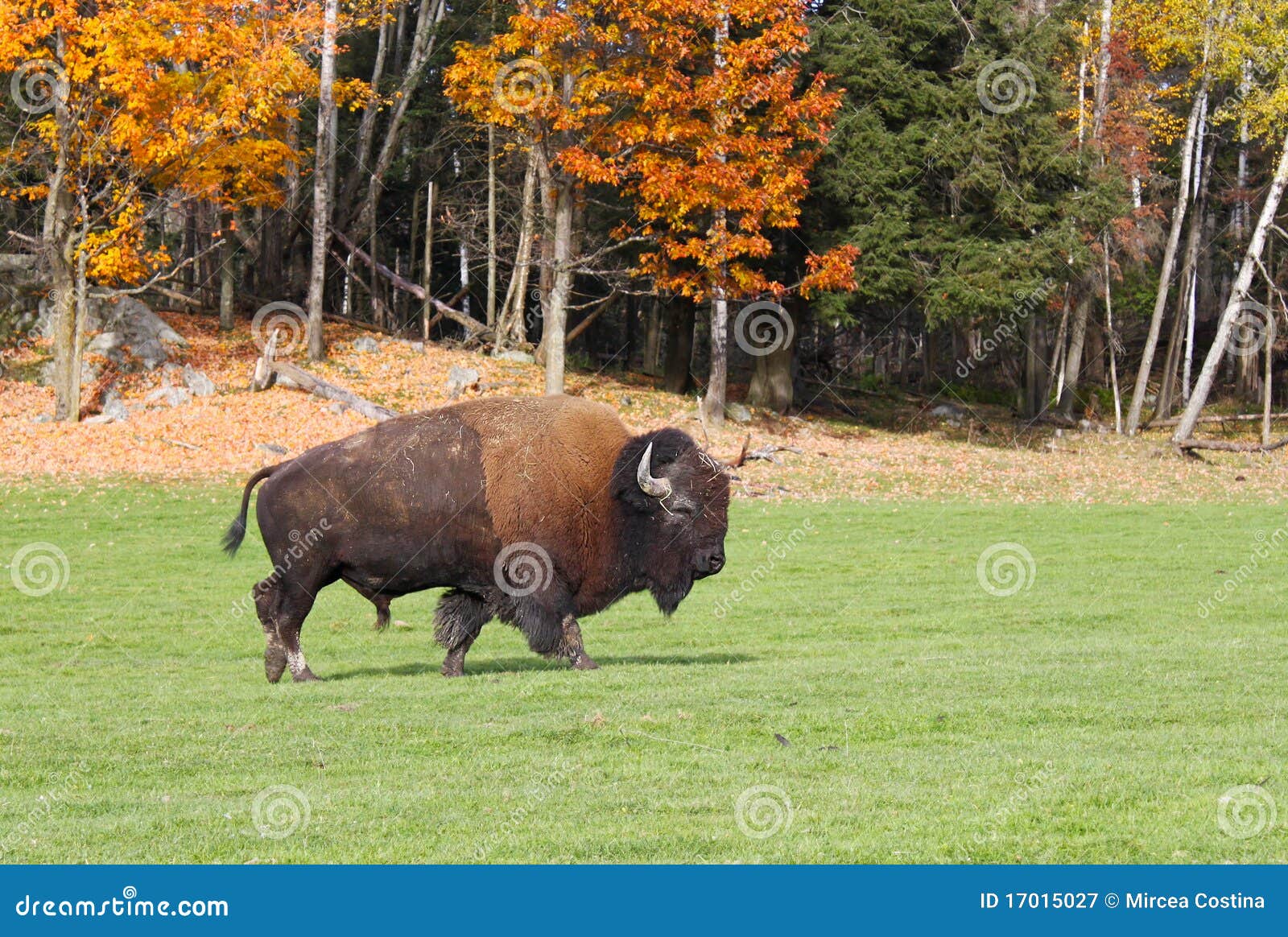 Bisonte americano imagen de archivo. Imagen de alfa, laying - 17015027