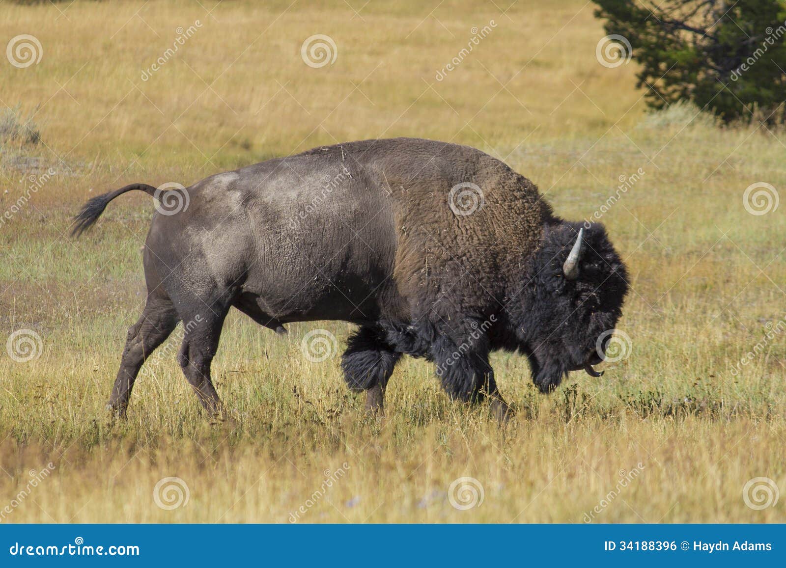 Bisonte americano fotografia stock. Immagine di erba - 34188396