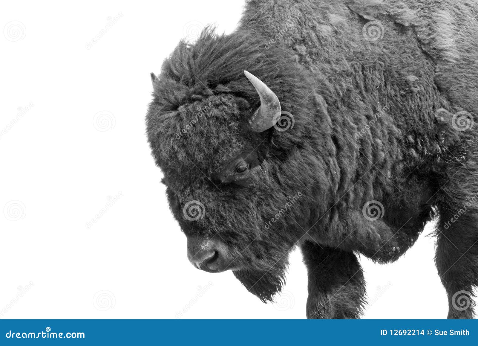 Bisonte Americano (bisonte Del Bisonte) Foto de archivo - Imagen de ...