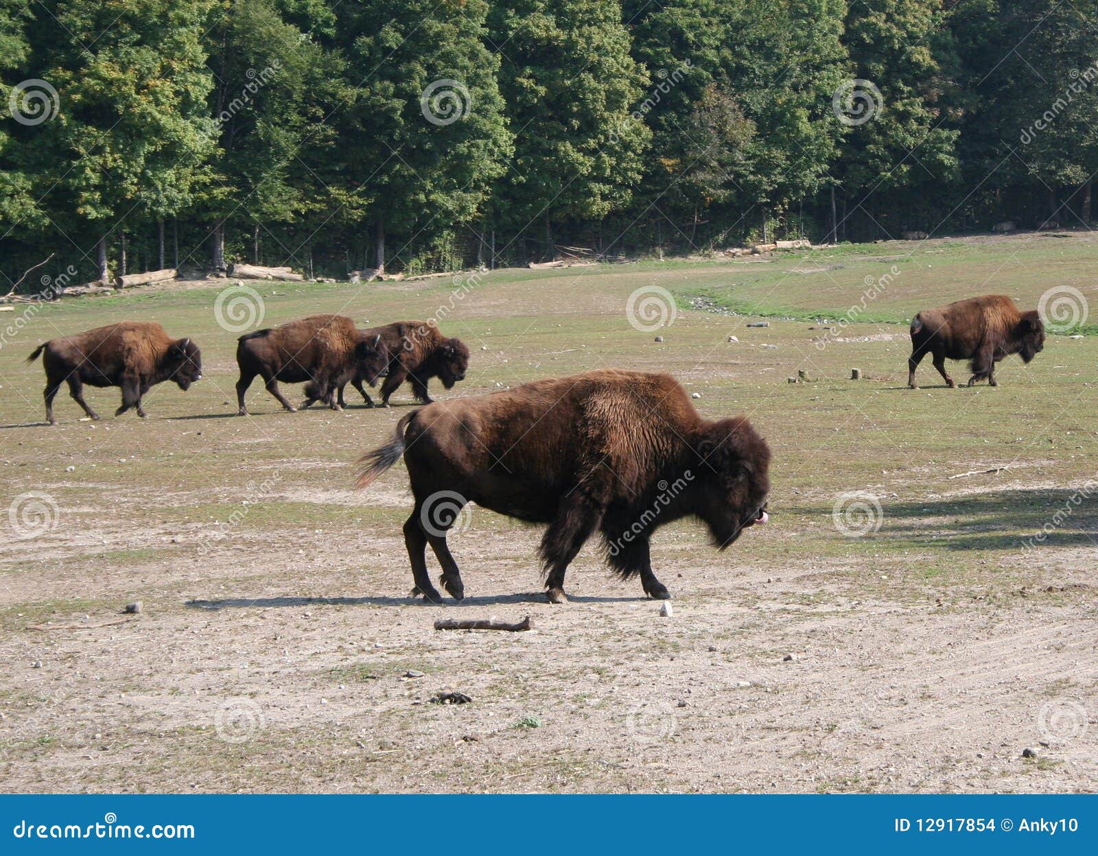 Bisonte Americano (bisonte Del Bisonte) Foto de archivo - Imagen de ...