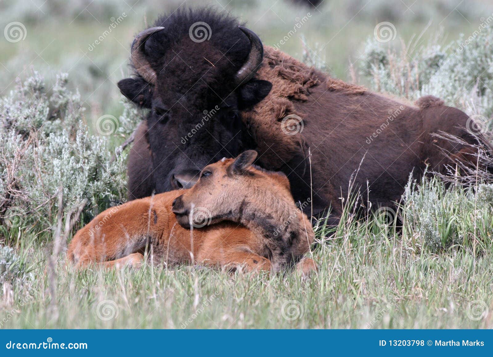 Bisonte Americano, Bisonte Del Bisonte Foto de archivo - Imagen de ...