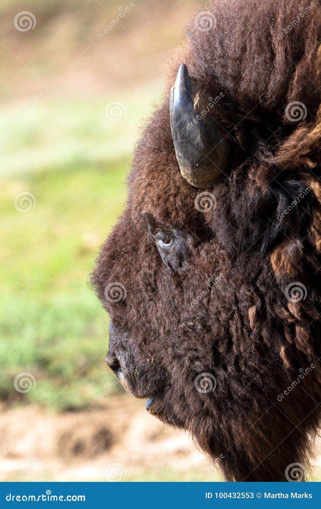 Bisonte Americano, Bisonte Del Bisonte Imagen de archivo - Imagen de ...