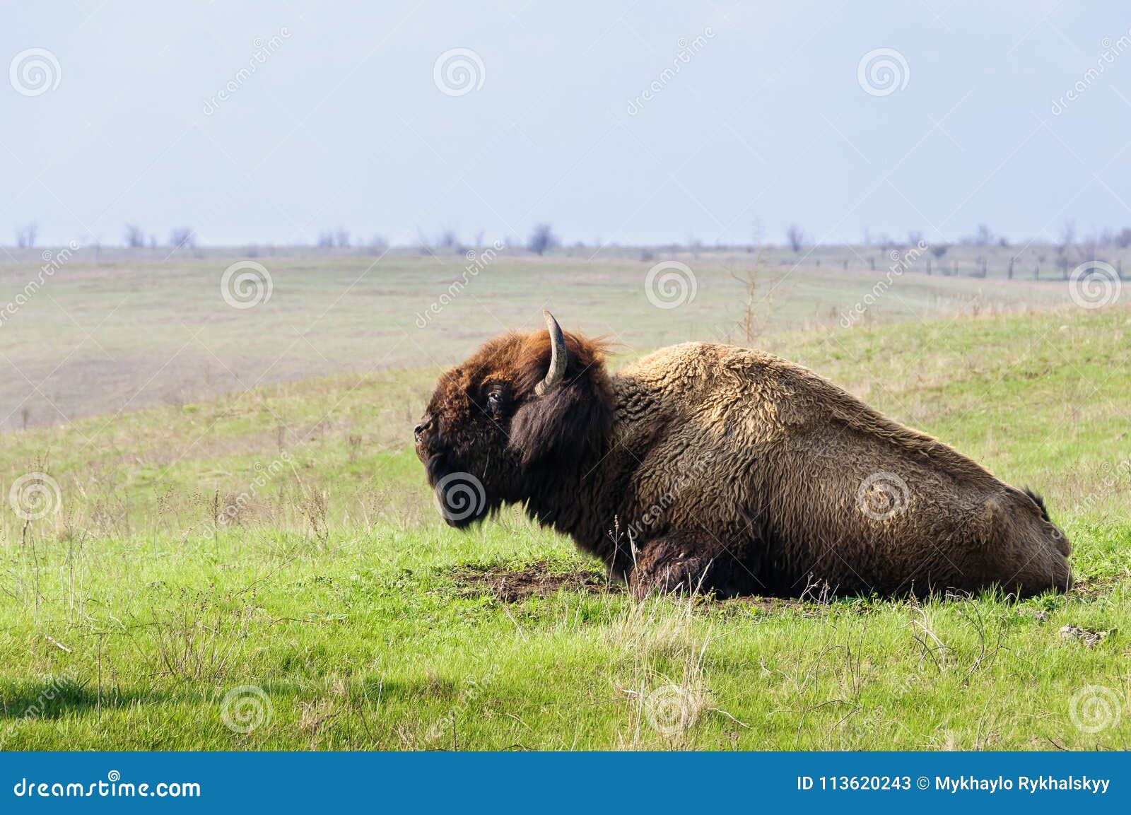 Bisonte Bisonte Americano Dell'alfa Maschio Immagine Stock - Immagine ...