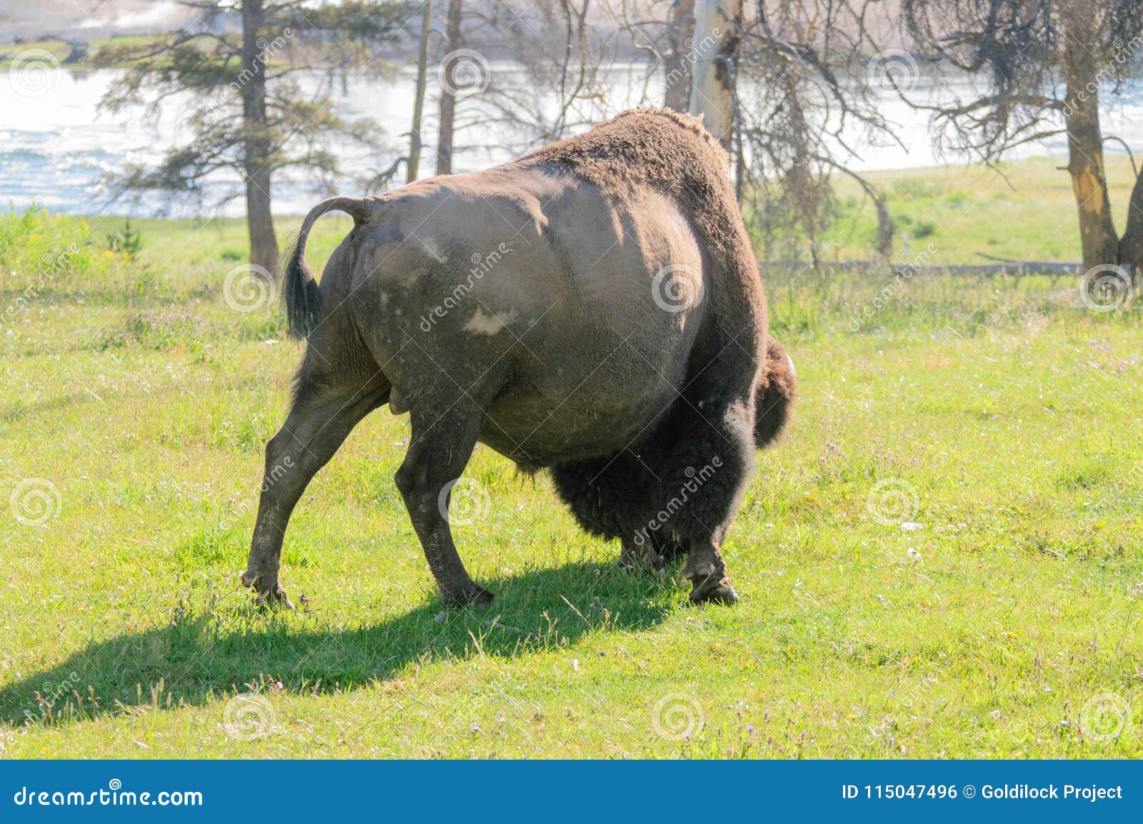 Bisonte Americano En Yellowstone Foto de archivo - Imagen de america ...