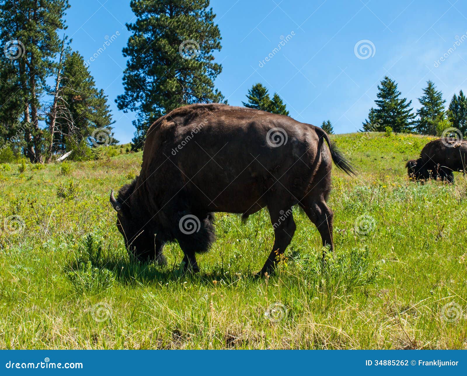 Bisonte americano grande foto de archivo. Imagen de salvaje - 34885262