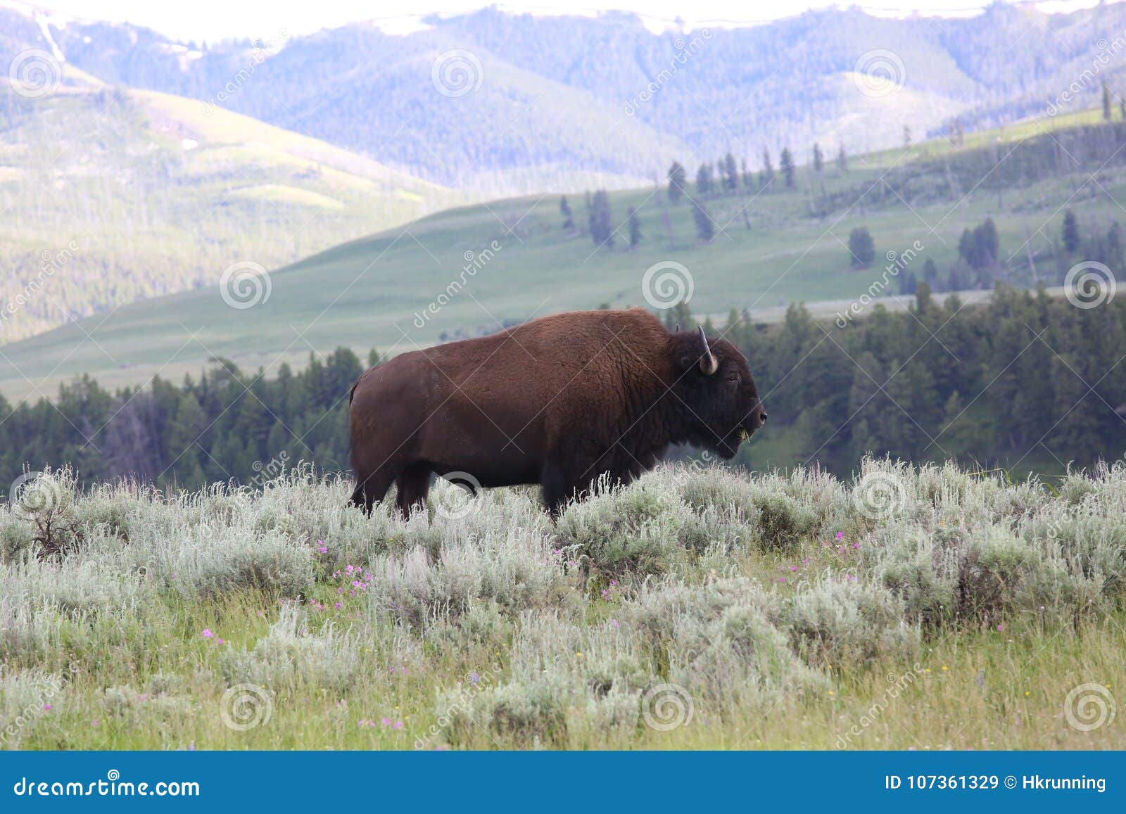 Bisonte americano o búfalo imagen de archivo. Imagen de naturalizado ...