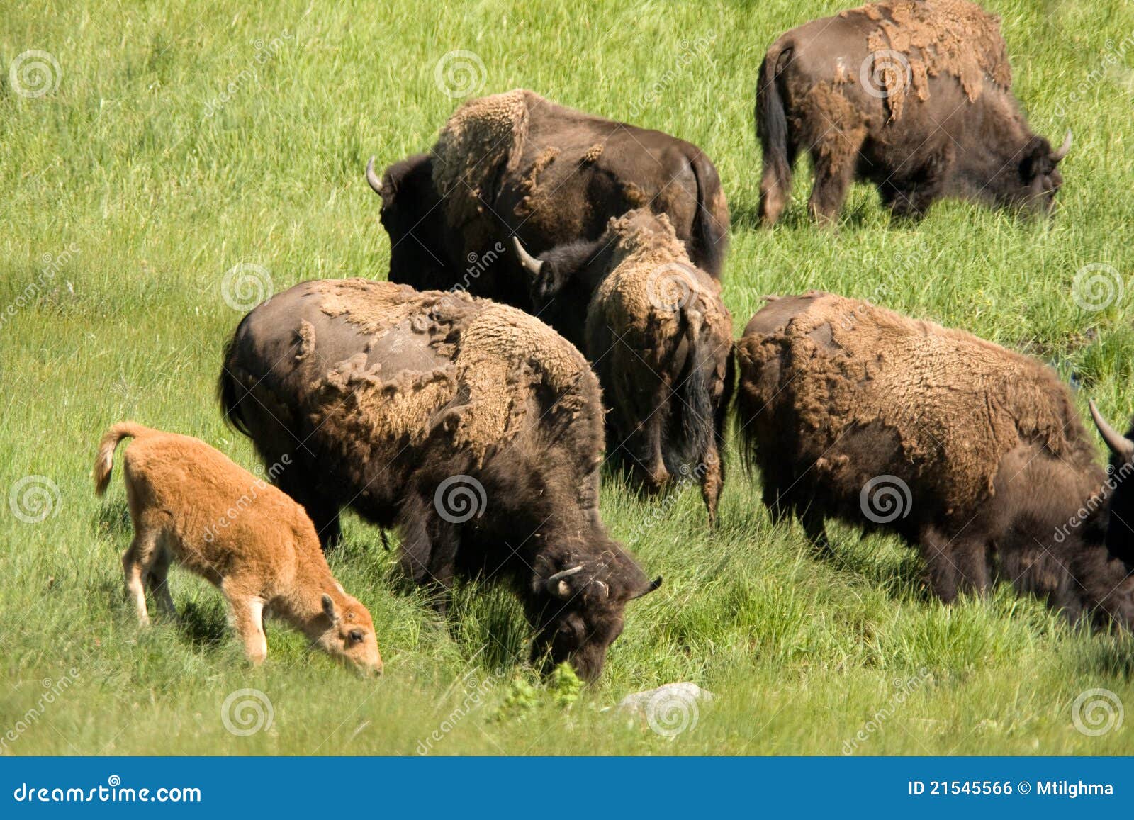 Bisonte Americano Que Pasta Con El Becerro Foto de archivo - Imagen de ...