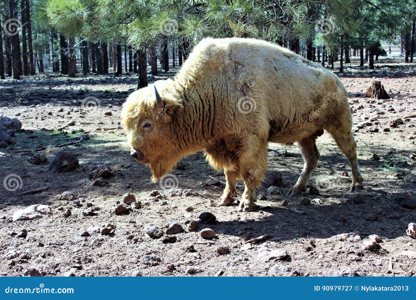 Bisonte blanco imagen de archivo. Imagen de blanco, yermo - 90979727