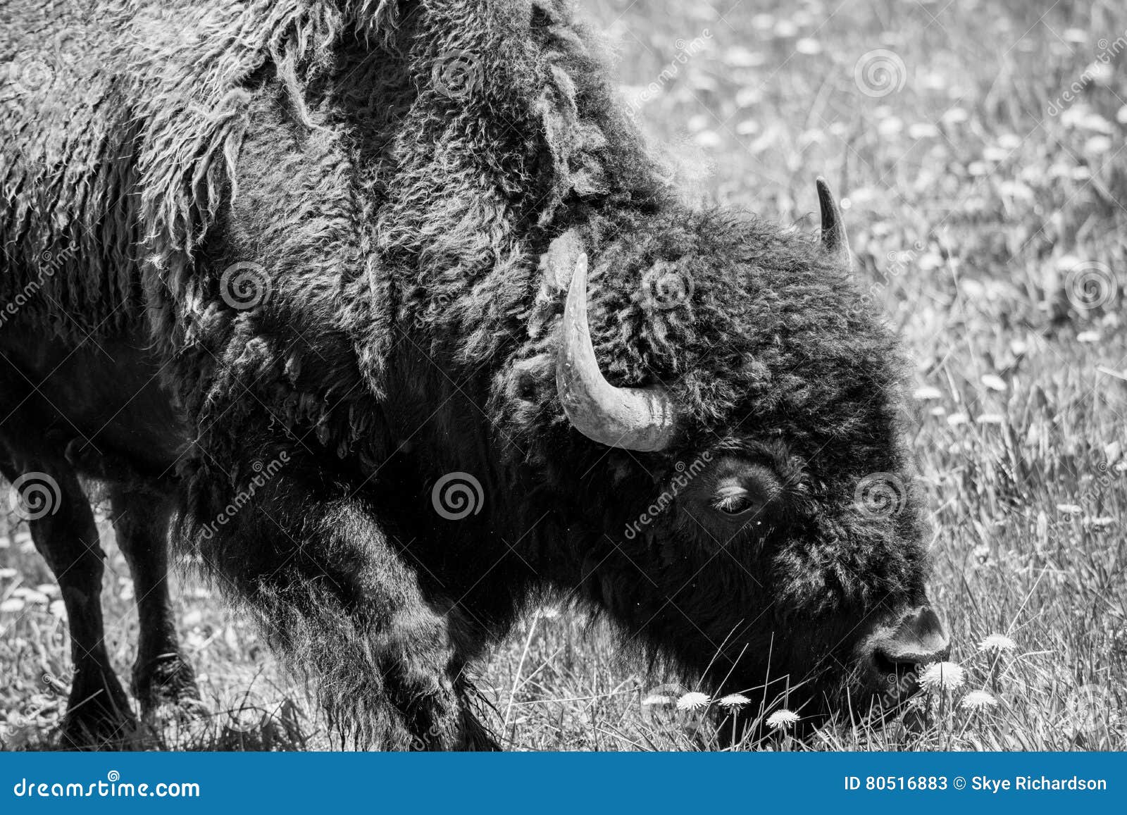 Bisonte blanco y negro imagen de archivo. Imagen de campo - 80516883