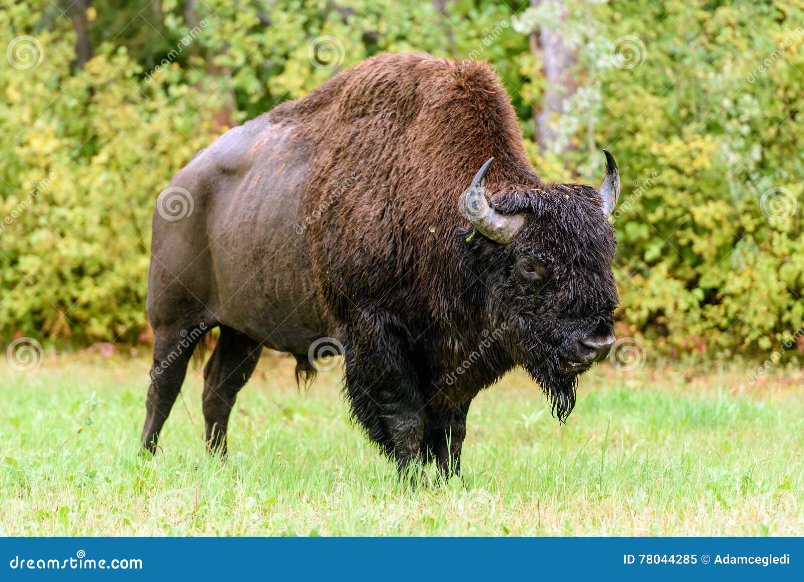 Bisonte De Madeira & X28; Athabascae& X29 Do Bisonte Do Bisonte; Imagem ...
