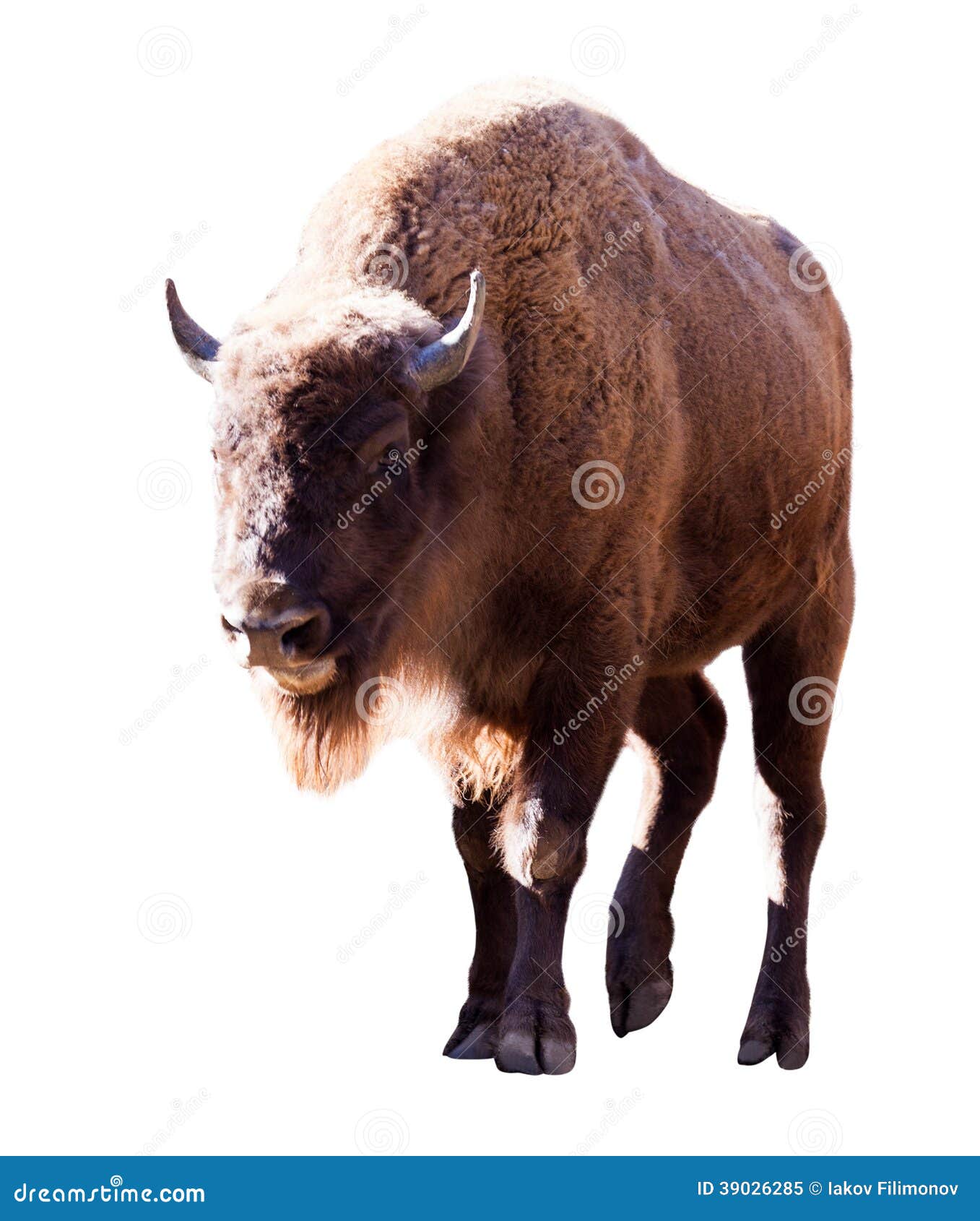 Bisonte Europeo. Aislado Sobre Blanco Imagen de archivo - Imagen de ...