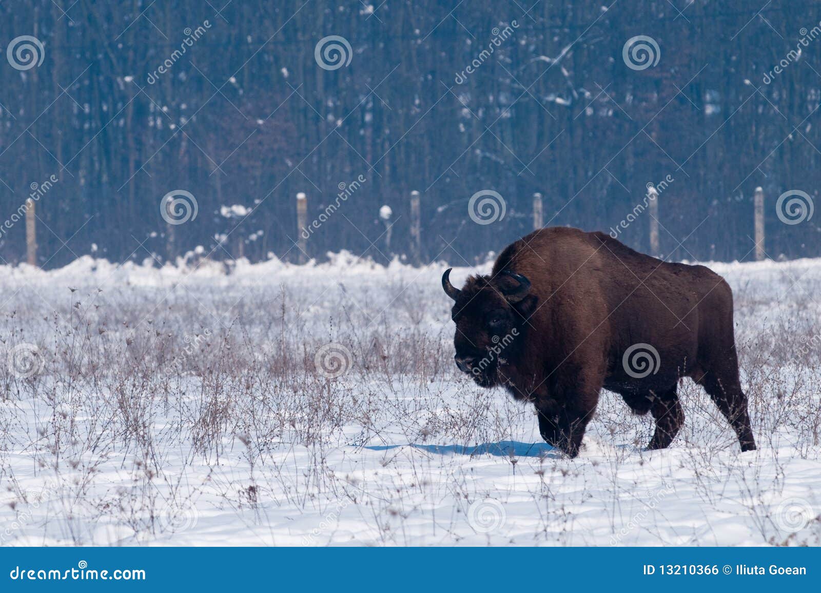 Bisonte Europeo (bonasius Del Bisonte) En Invierno Foto de archivo ...