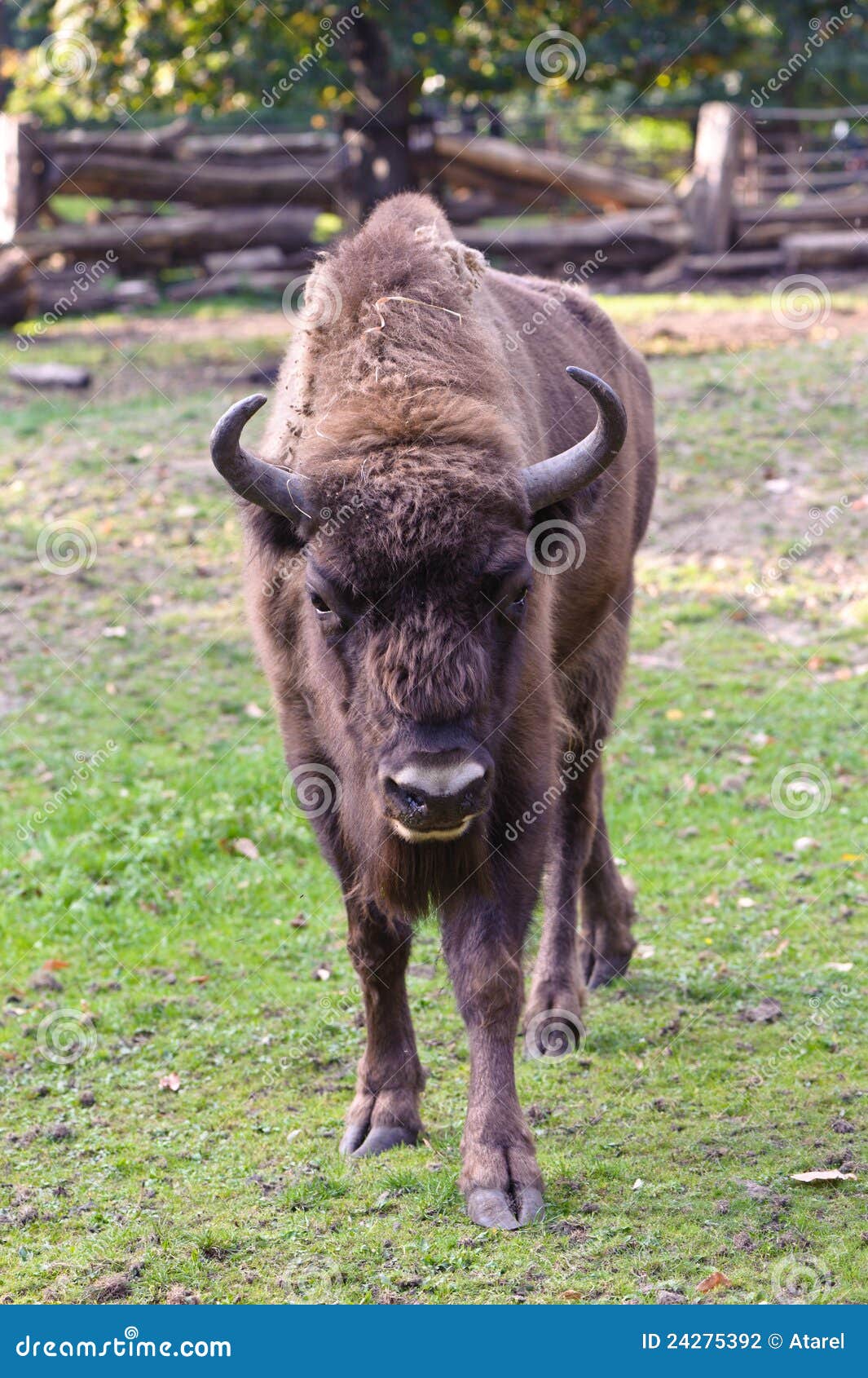 Bisonte Europeo (bonasus Del Bisonte) Fotografia Stock - Immagine di ...