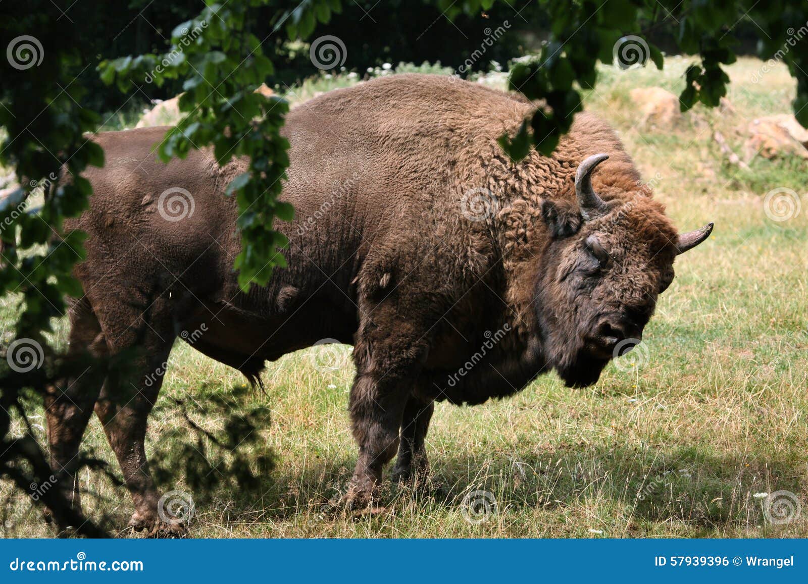 Bisonte Europeo (bonasus Del Bisonte) Foto de archivo - Imagen de ...