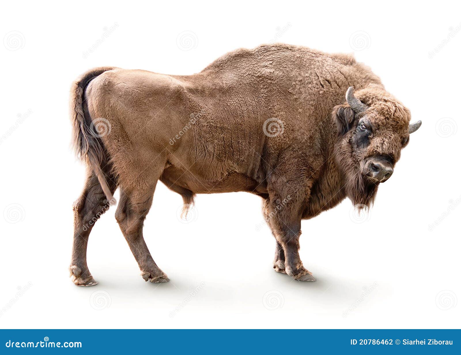 Bisonte europeo isolato fotografia stock. Immagine di lunghezza - 20786462