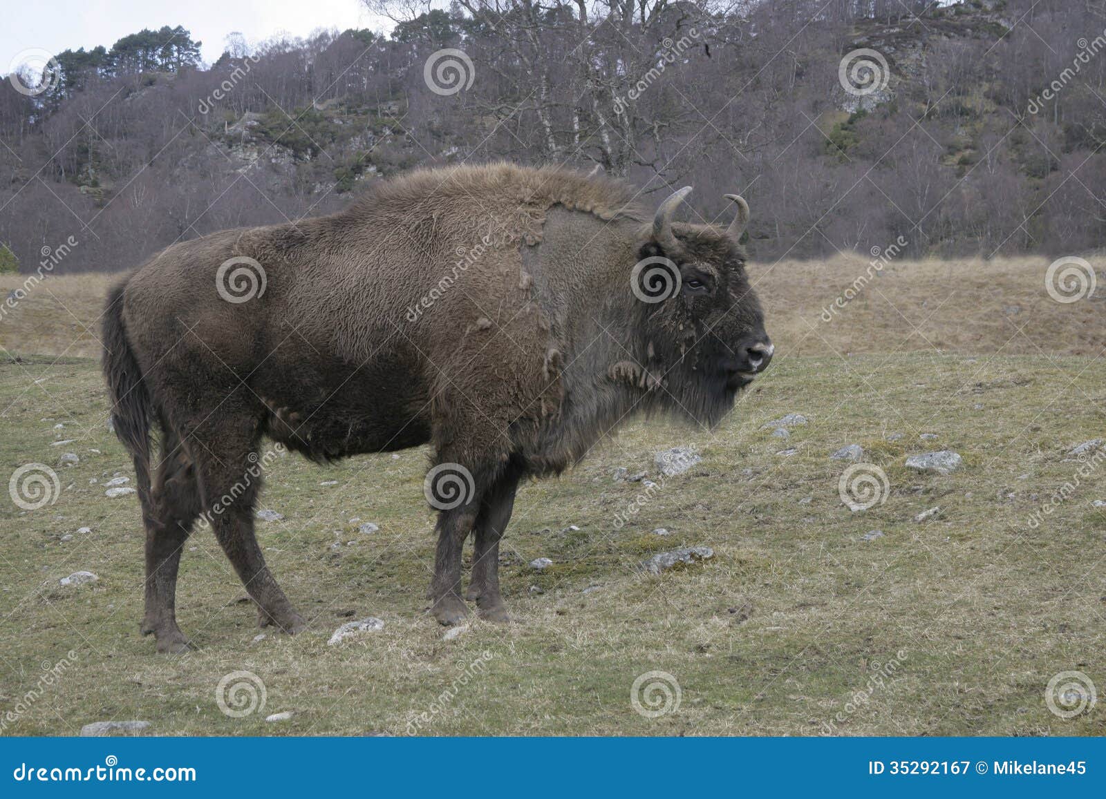 Bisonte Europeu, Bonasus Do Bisonte Imagem de Stock - Imagem de bisonte ...