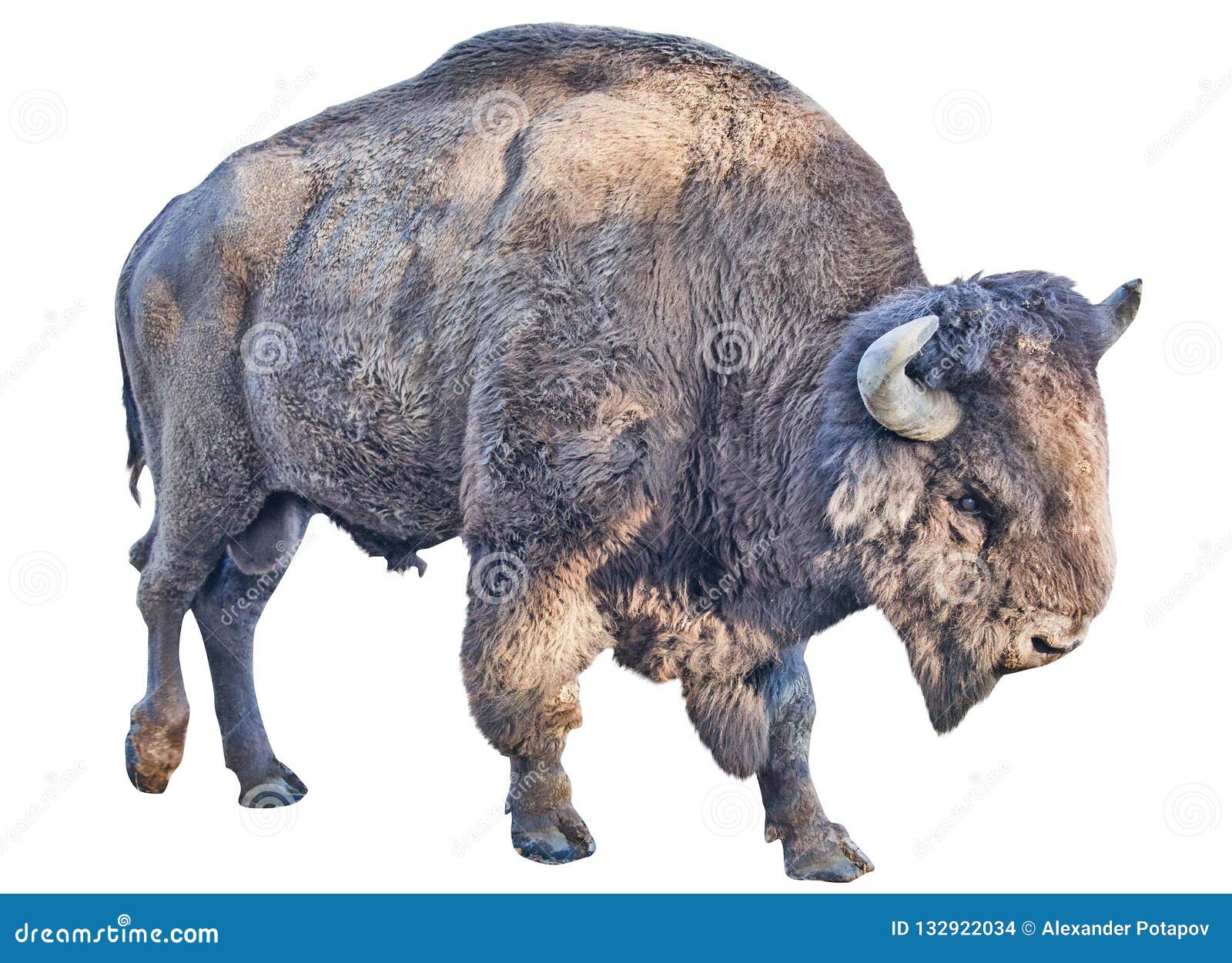 Bisonte Grande Aislado En Blanco Foto de archivo - Imagen de grande ...