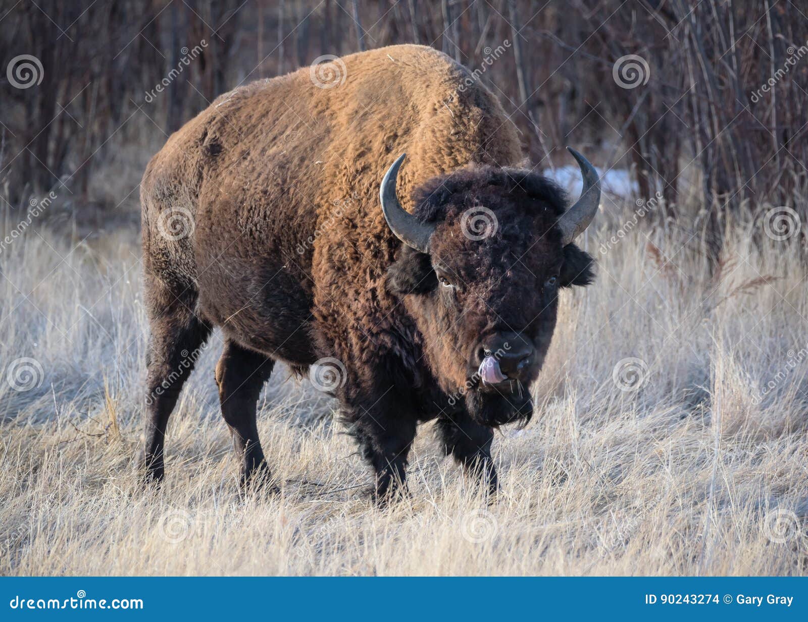 Bisonte Norteamericano Salvaje Foto de archivo - Imagen de hierba ...