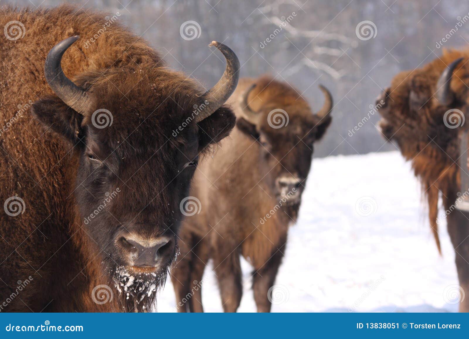 Bisonti immagine stock. Immagine di aperto, selvaggio - 13838051