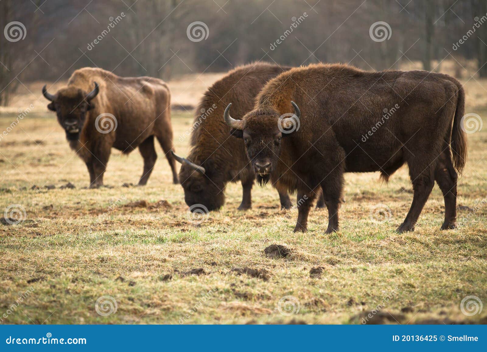 Bisonti immagine stock. Immagine di germania, europeo - 20136425