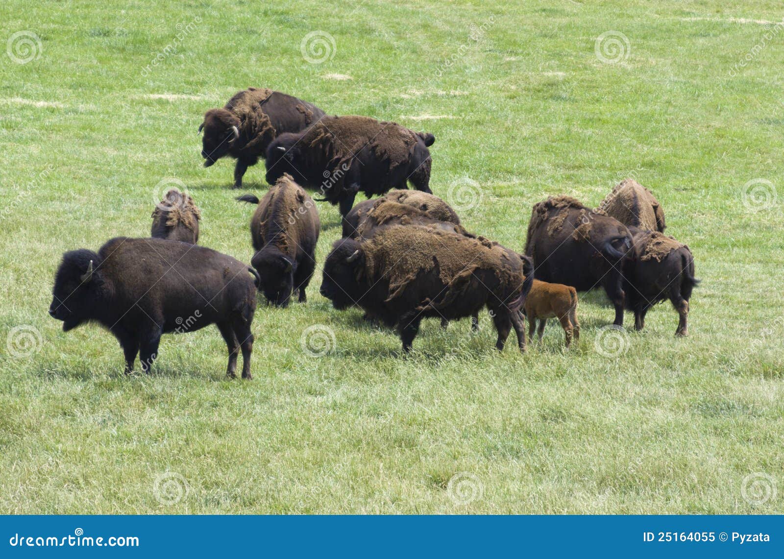 Bisonti immagine stock. Immagine di campo, marrone, mucca - 25164055