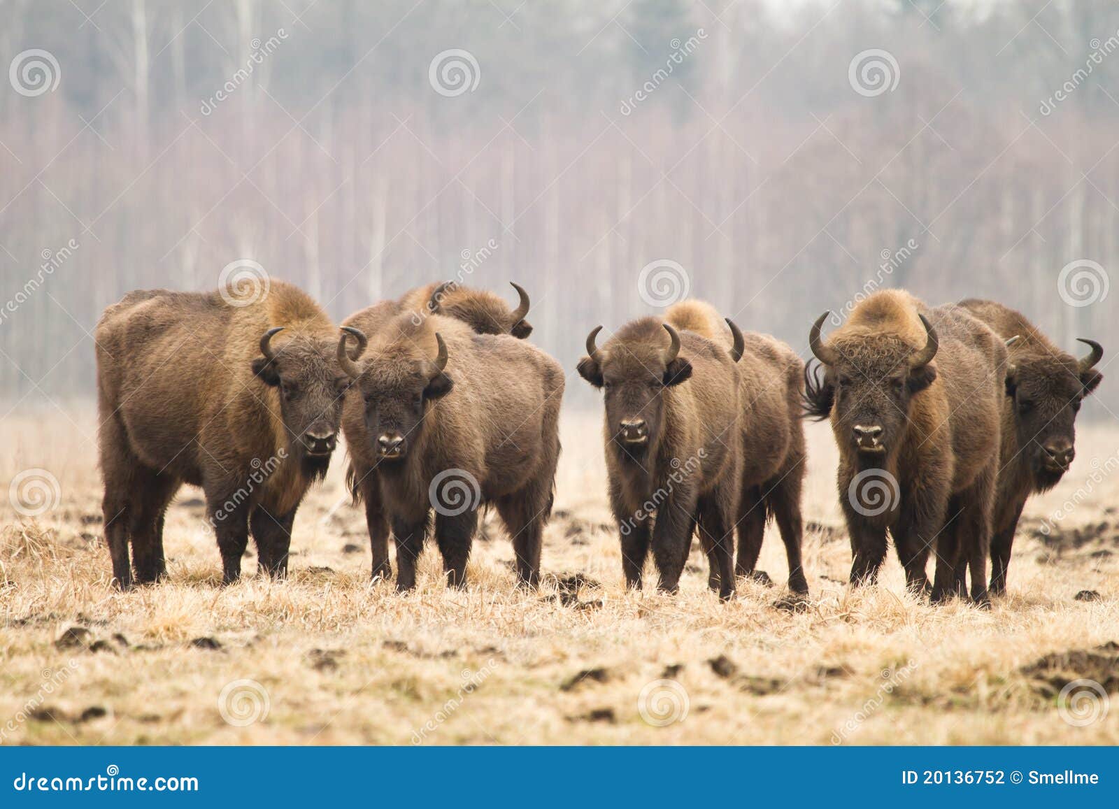 Bisonti europei fotografia stock. Immagine di pelliccia - 20136752