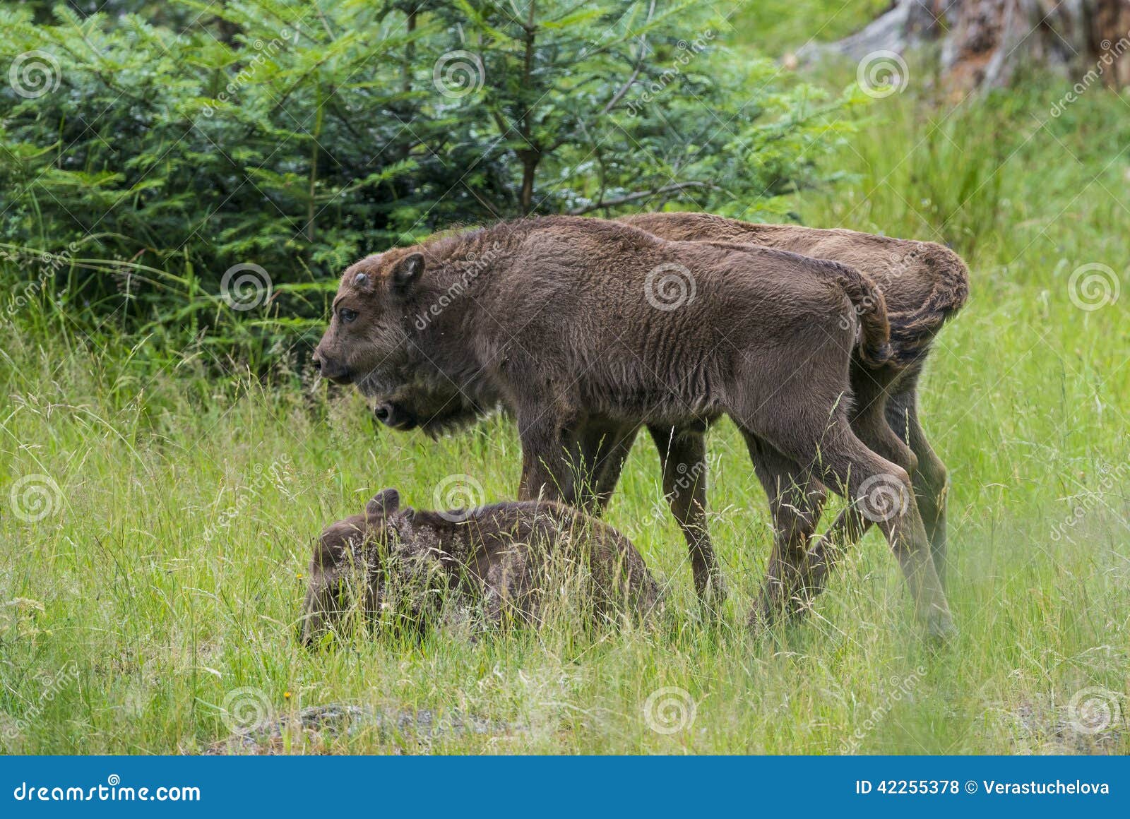 Bisonti europei fotografia stock. Immagine di fauna, natura - 42255378