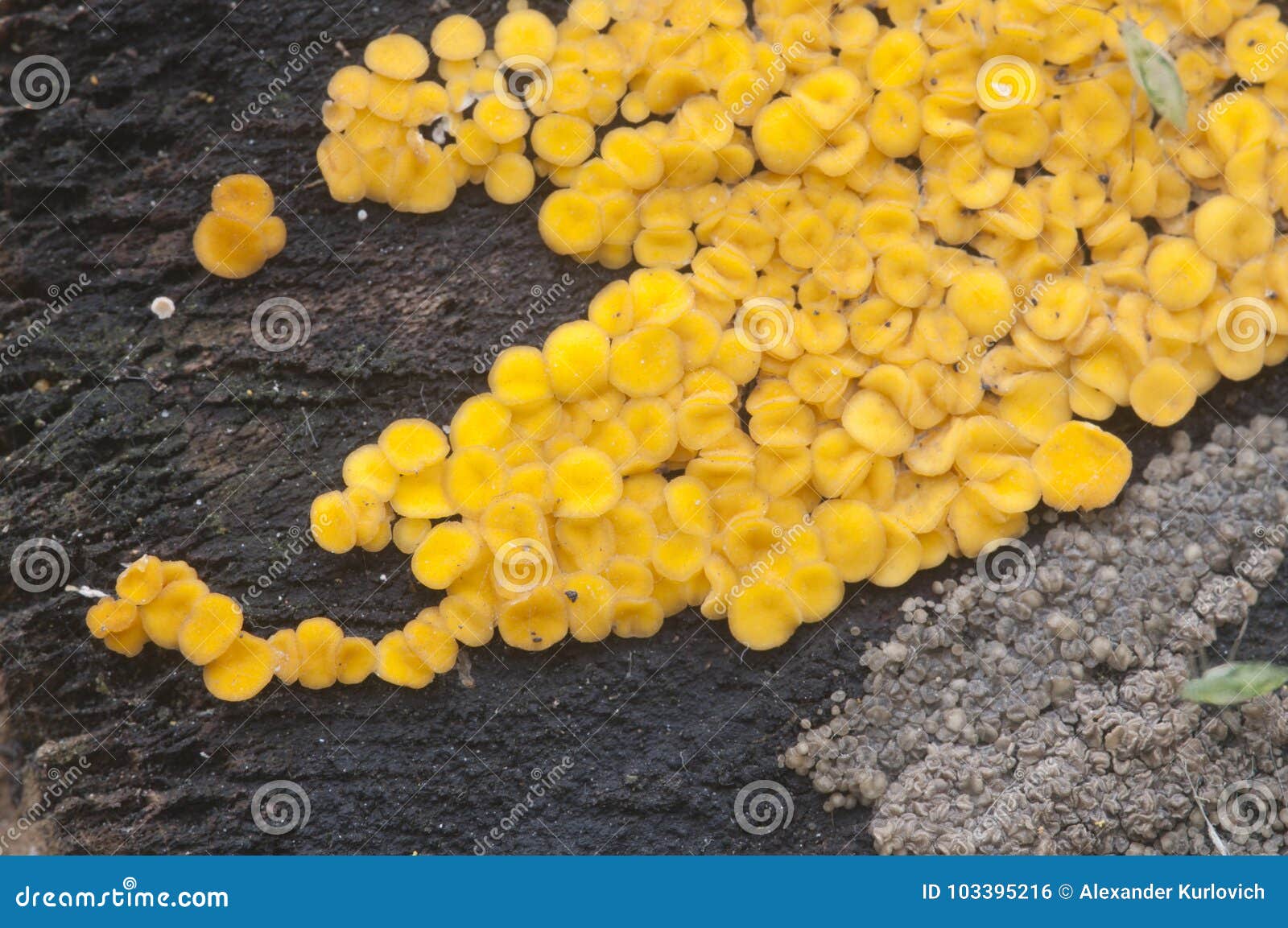 Calycella Citrina Stock Photos - Free & Royalty-Free Stock Photos from ...