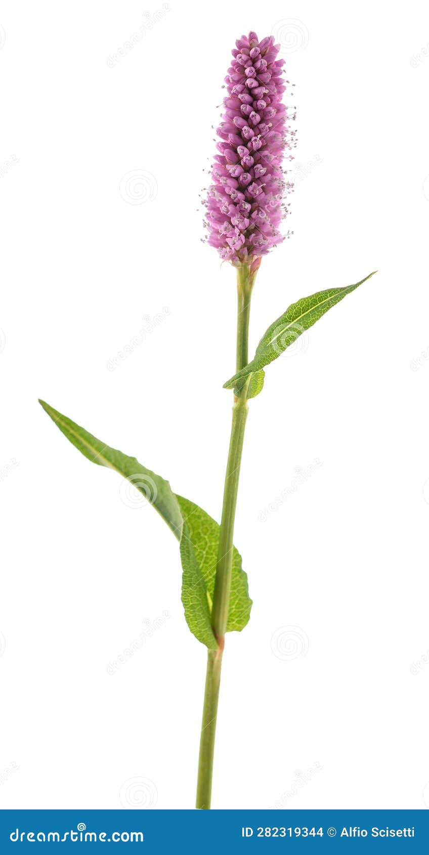 Bistorta Officinalis, Persicaria Bistorta Flowers. Stock Photography ...